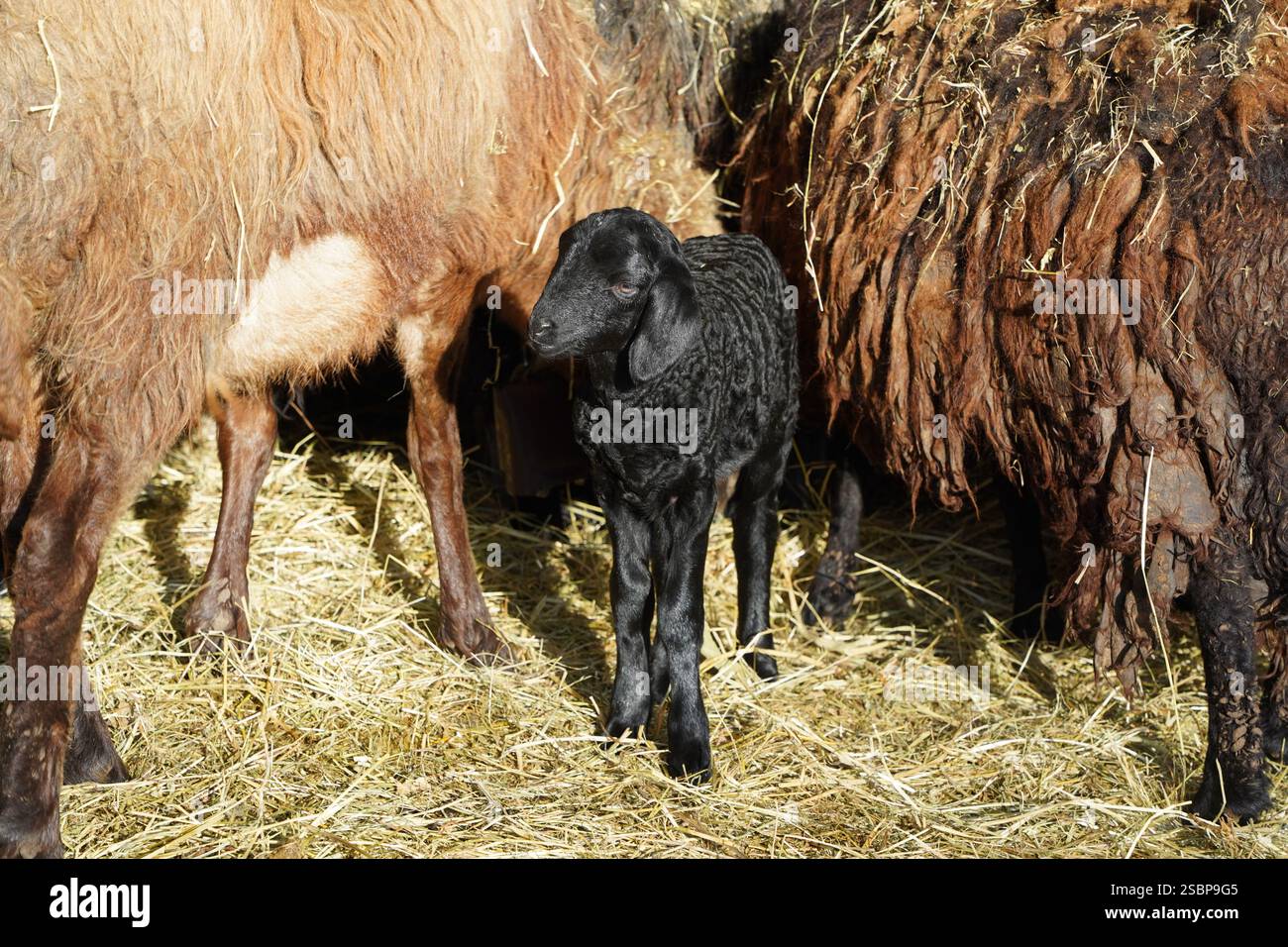 A CloseUp Image of a Sheep Set Within Its Natural and Beautiful Habitat ...