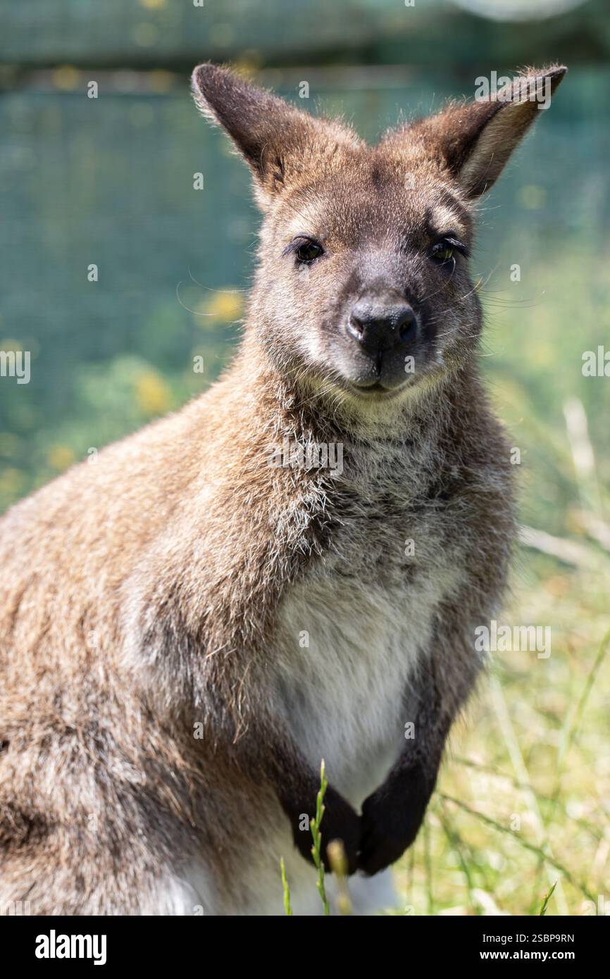 Cute fluffy wallaby in the park. Marsupial mammals. Australia Stock ...