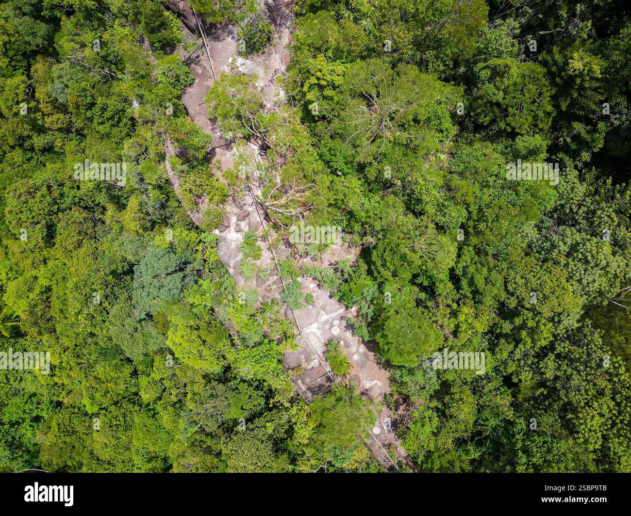 Birds eye view of dense tropical rainforest in Borneo Stock Photo - Alamy