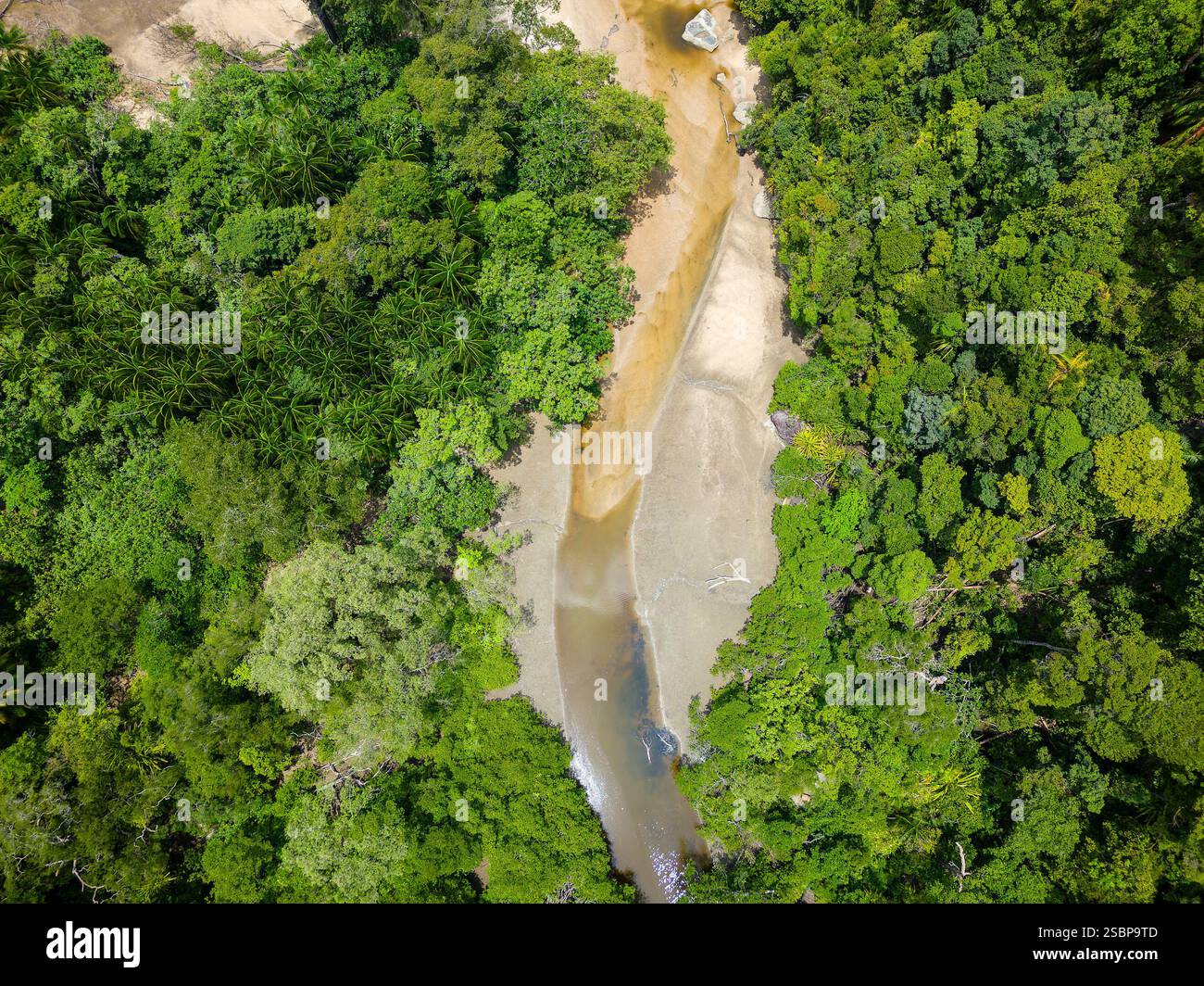 Birds eye view of a jungle river surrounded by lush, dense tropical ...