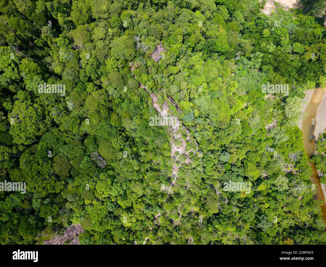 Birds eye view of dense tropical rainforest in Borneo Stock Photo - Alamy