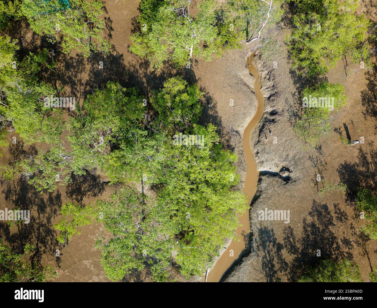 Top down view of coastal mangrove forest at low tide Stock Photo - Alamy