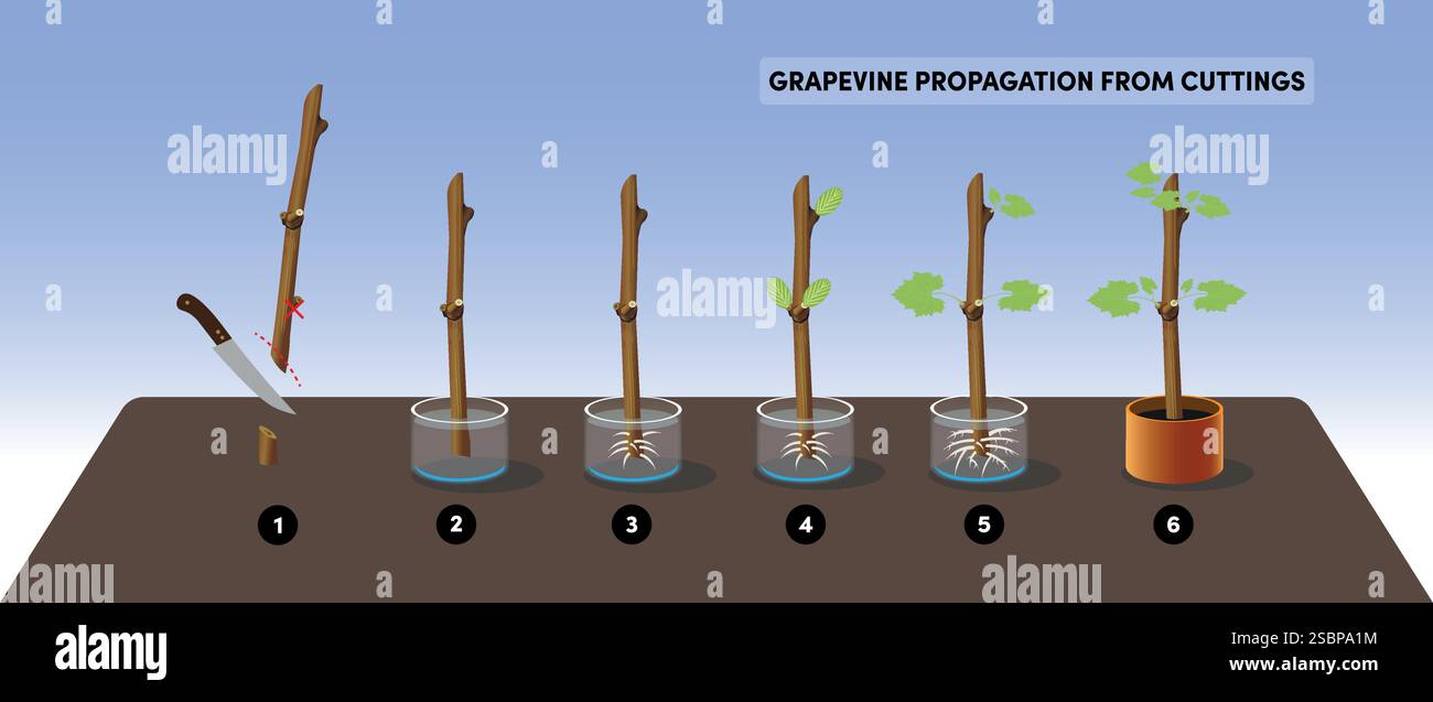 Propagation from cuttings Stock Vector Images - Alamy