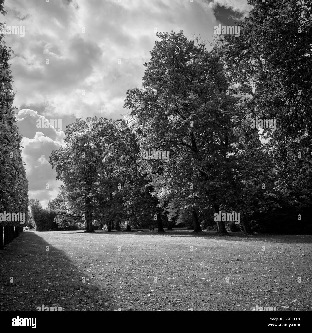 Scenery of a park with high hedges and tight leafy trees in black ...