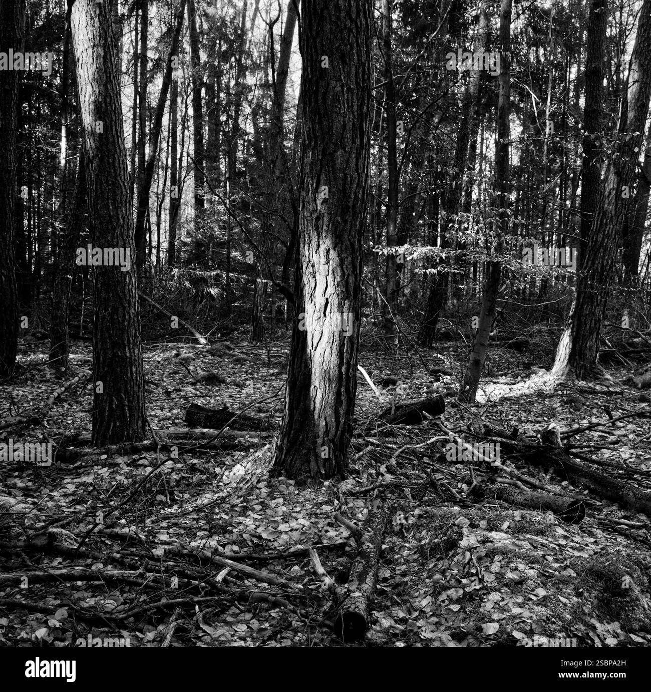 Calm scenery in the forest with spots of sunlight falling on the barks ...