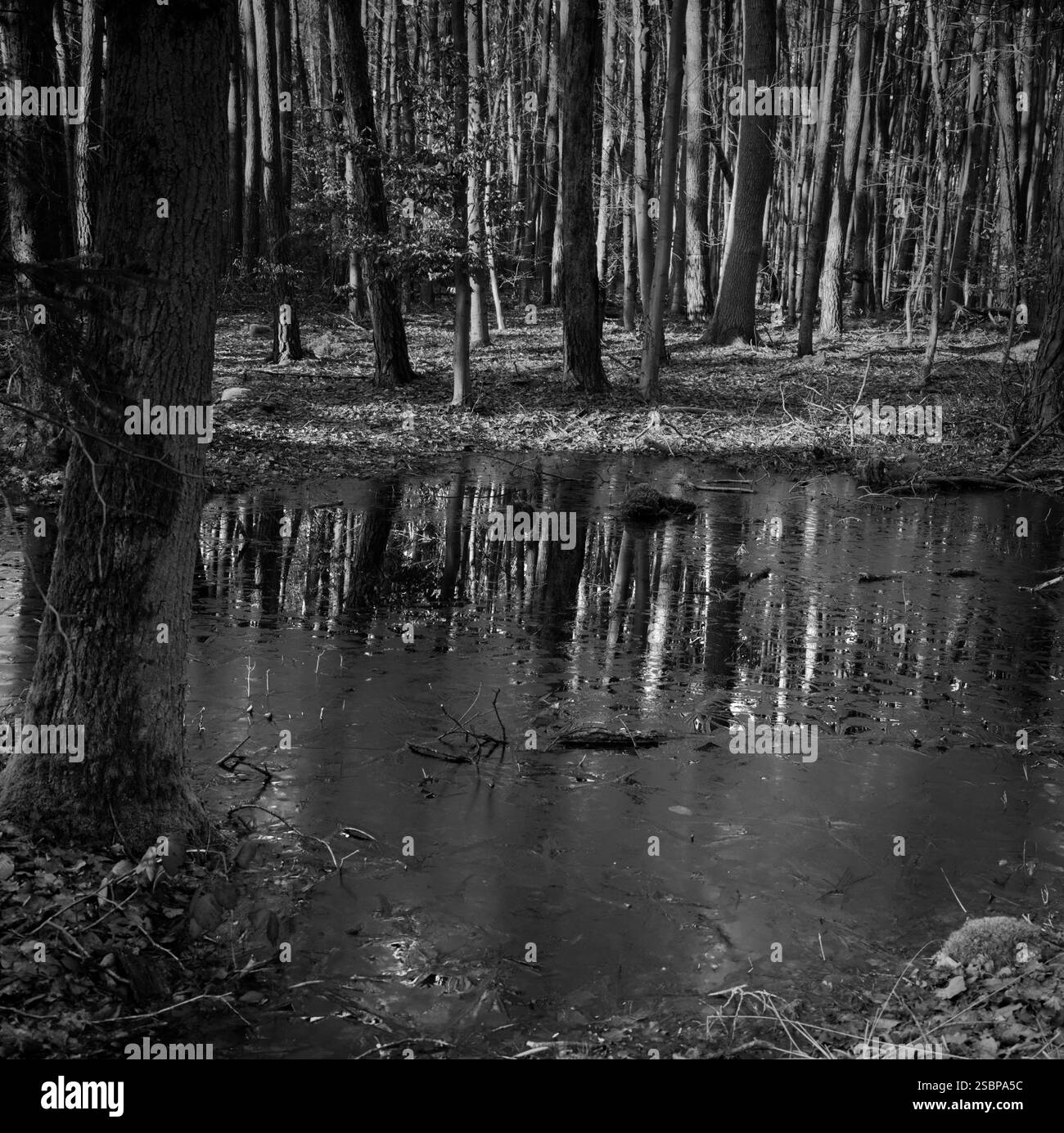 Oak beech forest Black and White Stock Photos & Images - Alamy