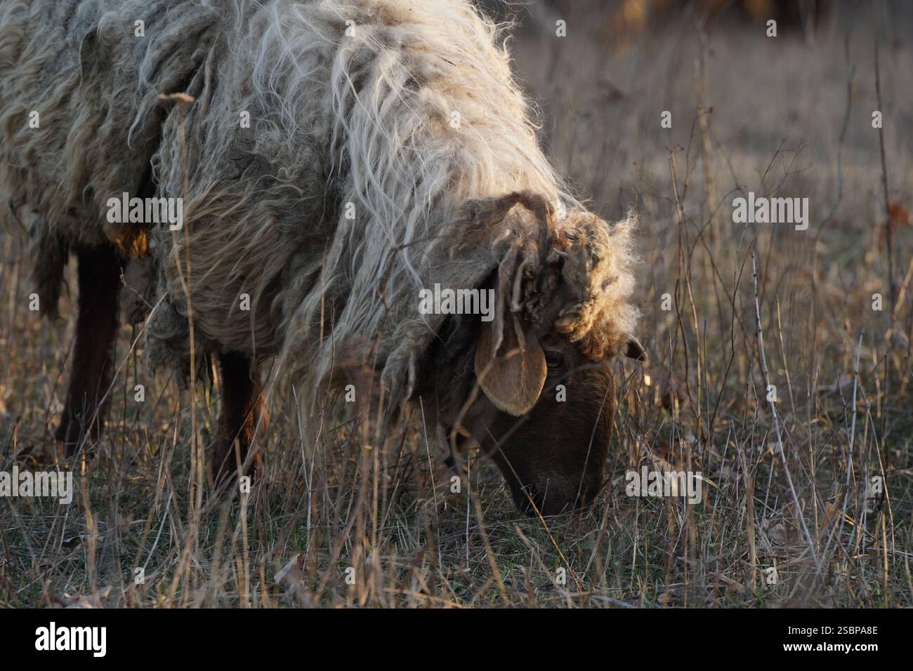 Aerial large herd cattle grazing hi-res stock photography and images ...