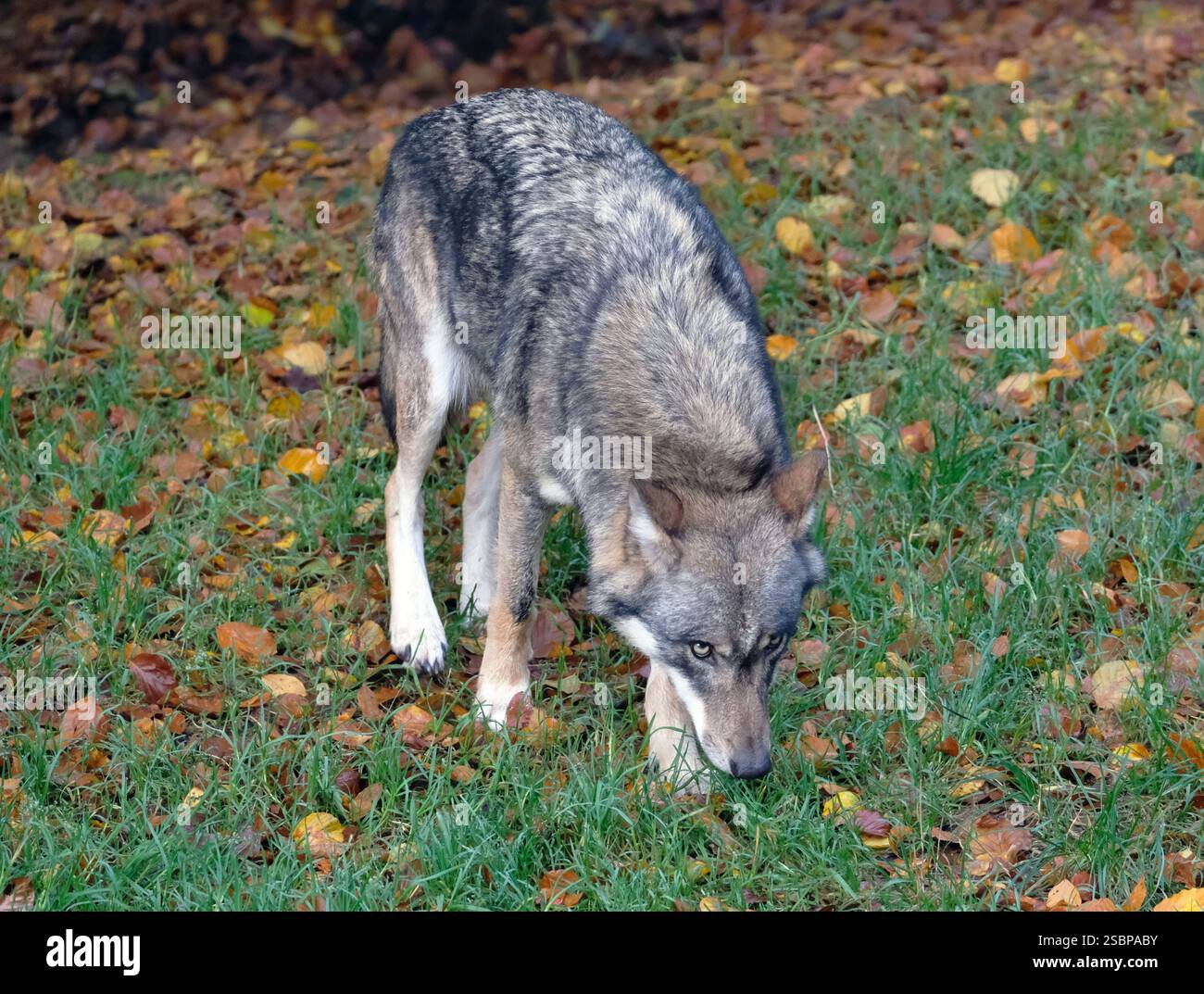 Wolf-Europaeischer Grauwolf in Deutschland in Aktion. Wolf-Grauwolf ...