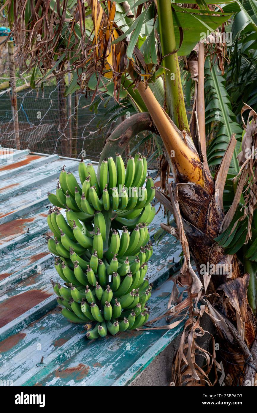 Branch of green bananas on a palm tree. Spring as a time of harvest ...