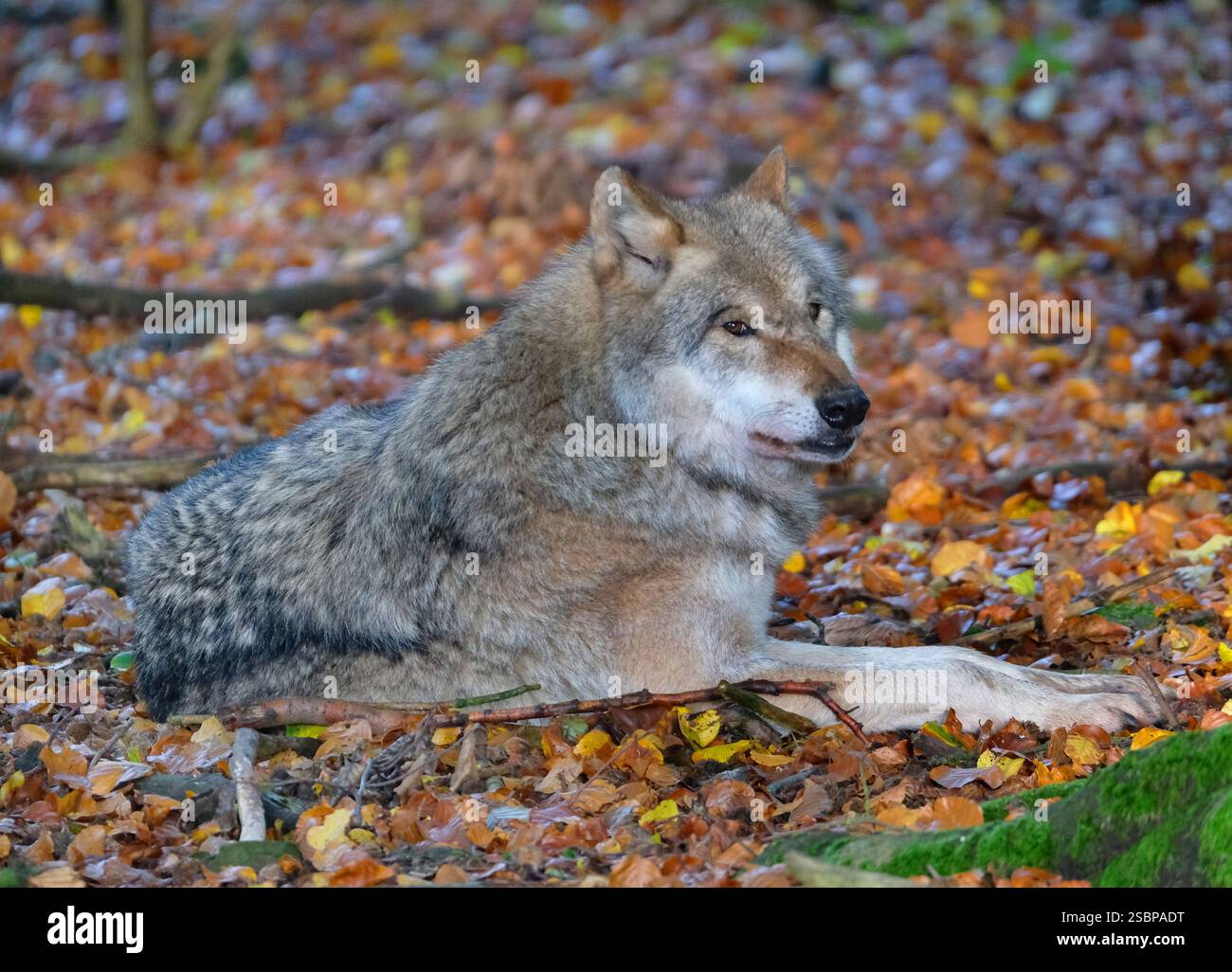 Wolf-Europaeischer Grauwolf in Deutschland in Aktion. Wolf-Grauwolf ...