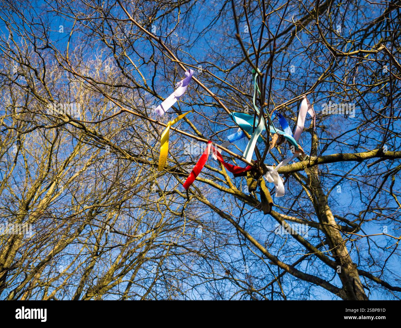 Ribbons Tied to the Wishing Tree, Marsh Meadows, Henley-on-Thames ...