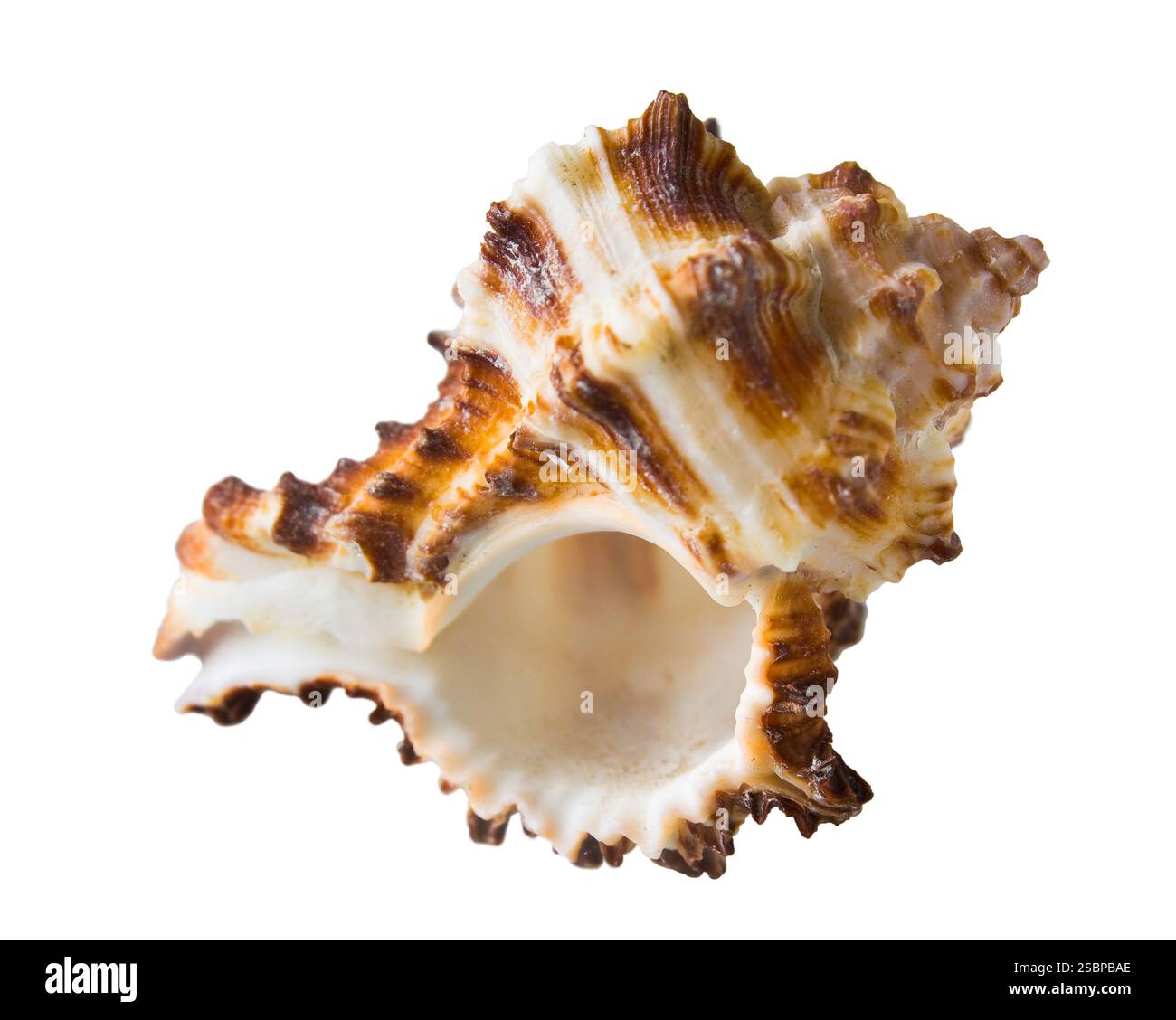Marine shell from tropical seas isolated on white background Stock ...