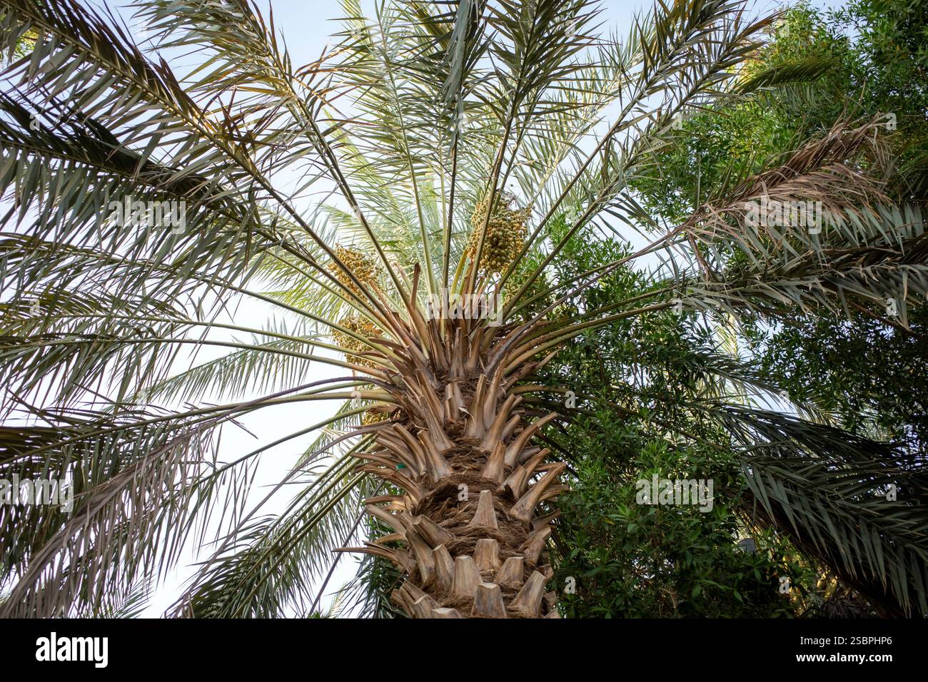 Green Dates Palm Tree (Phoenix dactylifera L) with blue sky background ...