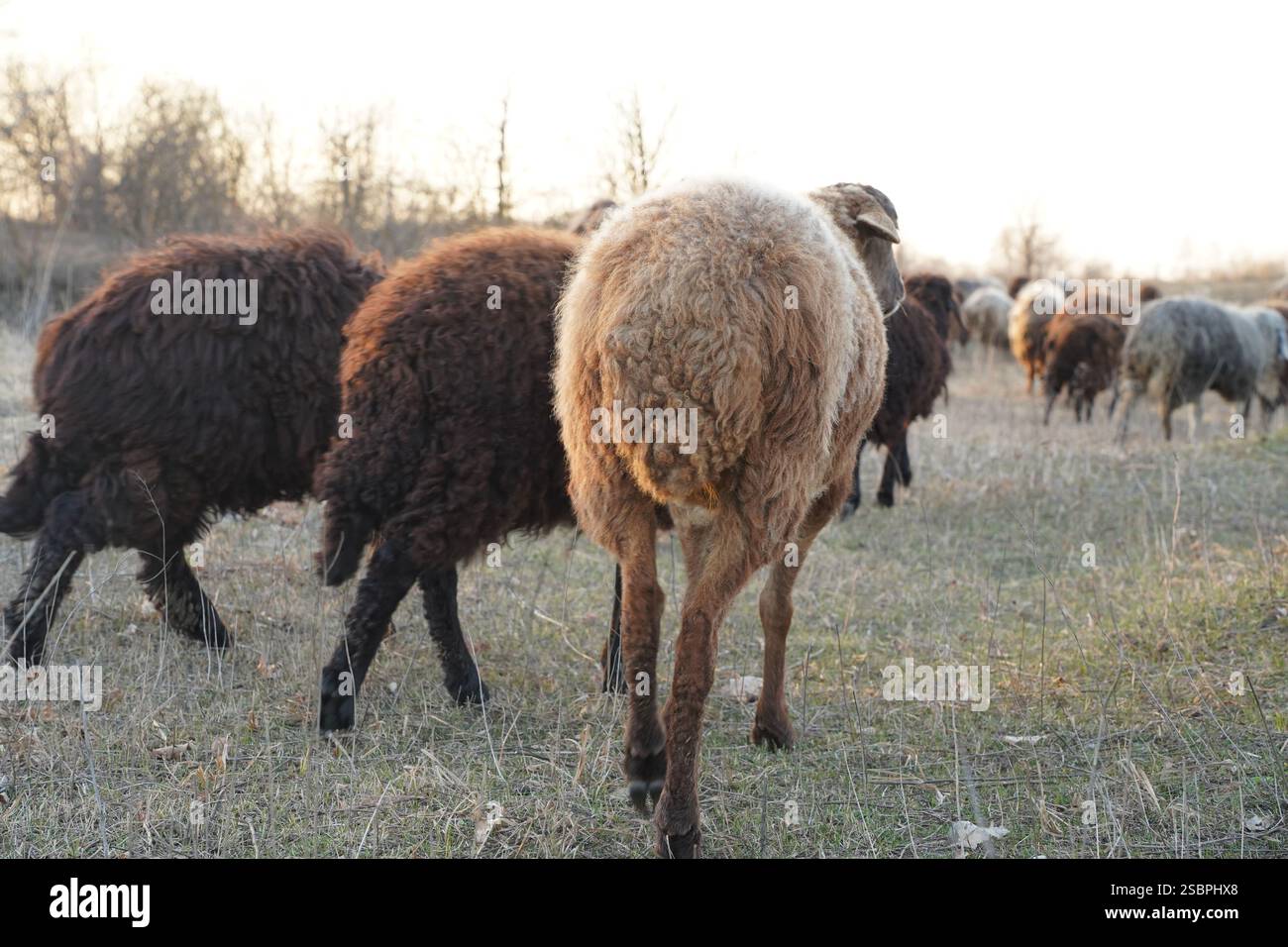 A large herd of sheep is grazing peacefully in an open field Stock ...