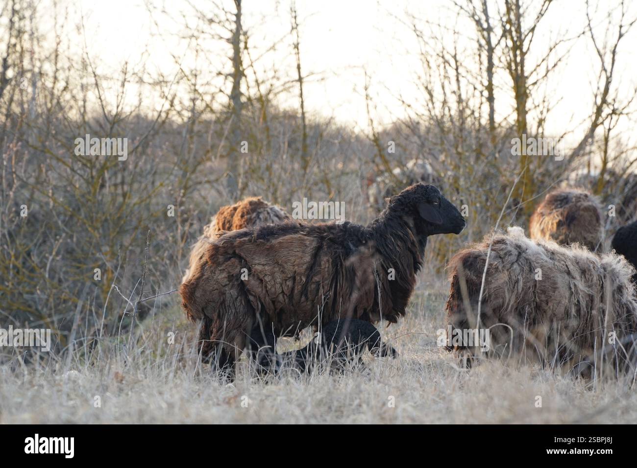 A herd of sheep grazing in a vast field with trees behind Stock Photo ...
