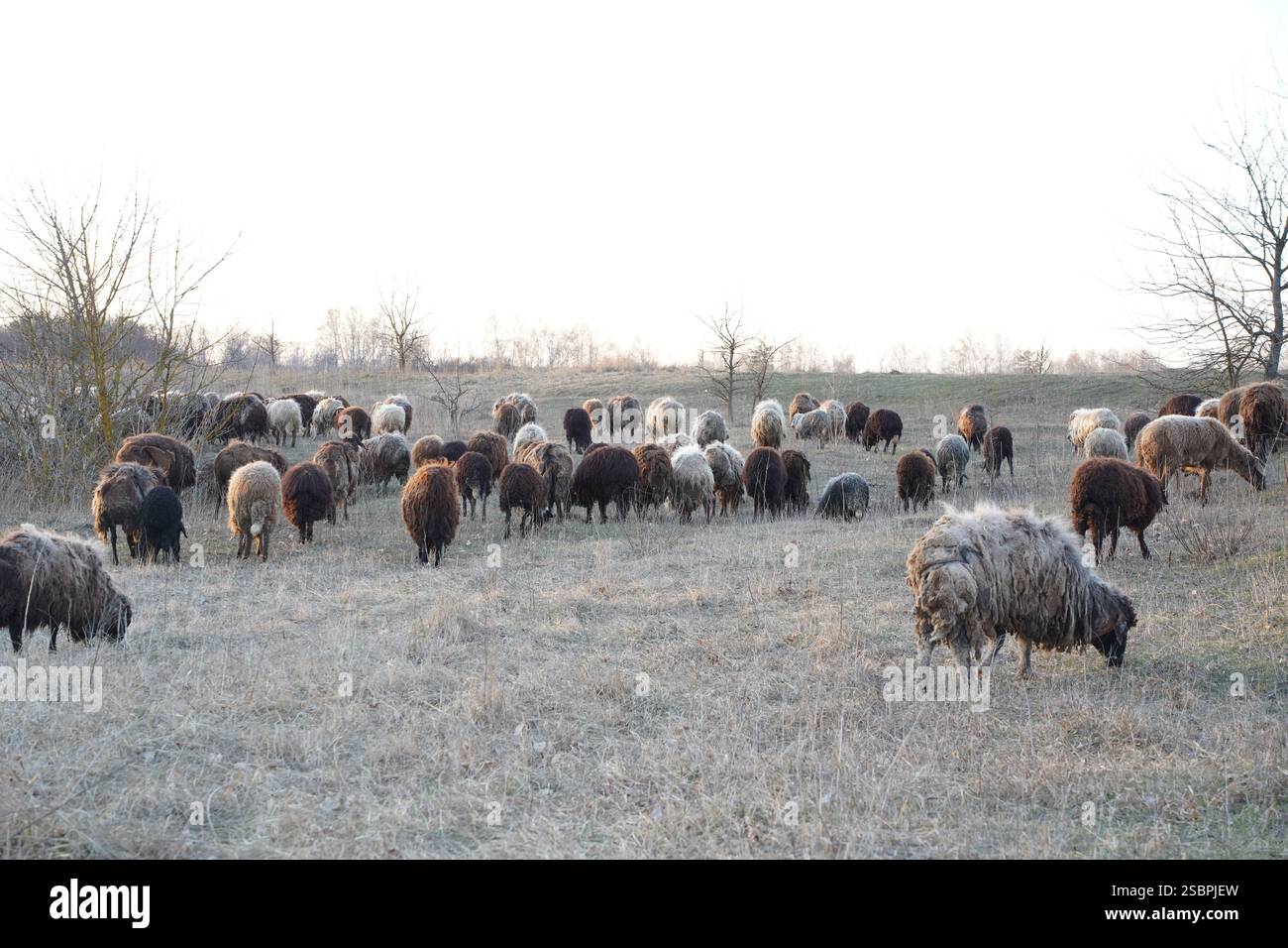 A large herd of sheep is grazing peacefully in an open field Stock ...