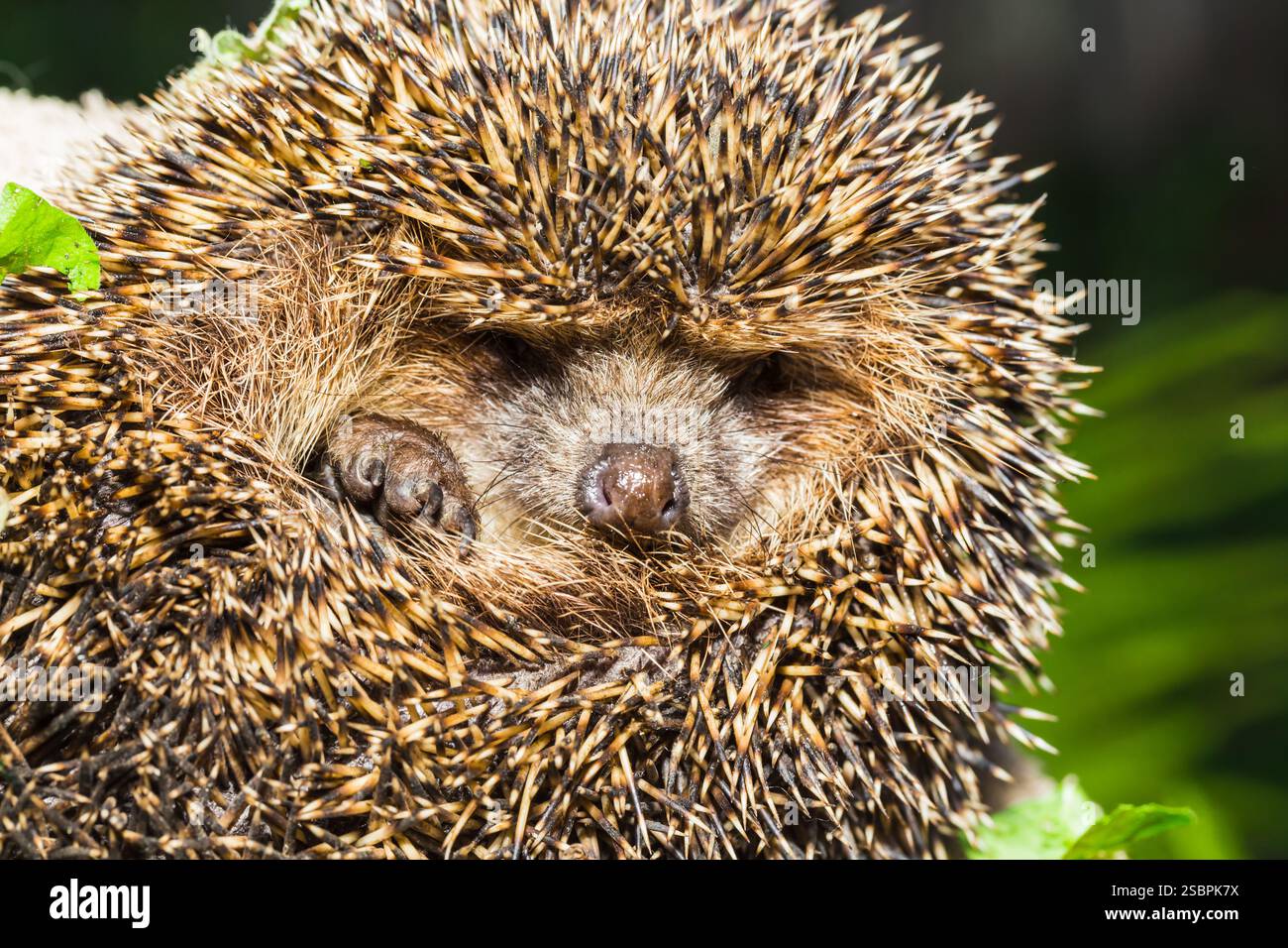 Four-toed young hedgehog, Atelerix albiventris, balled up Stock Photo ...
