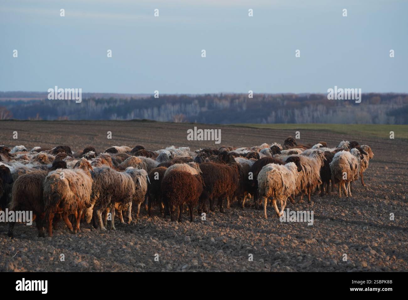 A large herd of sheep can be seen grazing peacefully in a field Stock ...