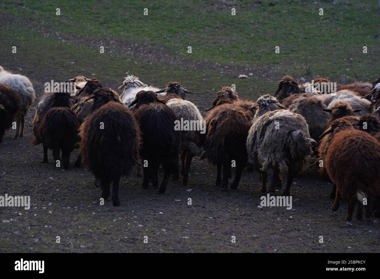 A large herd of sheep standing together in a muddy field area Stock ...