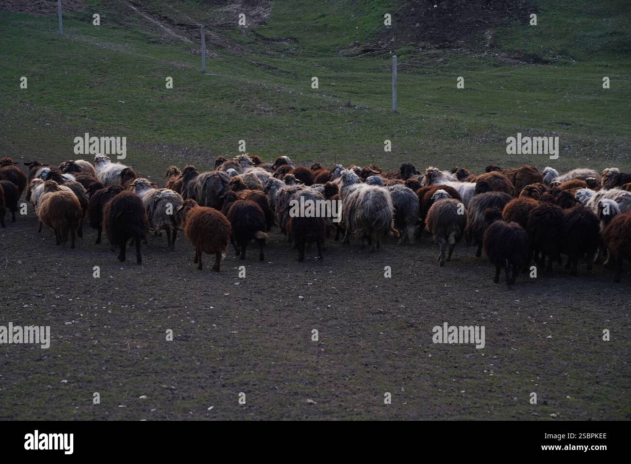 A large herd of sheep standing together in a muddy field area Stock ...