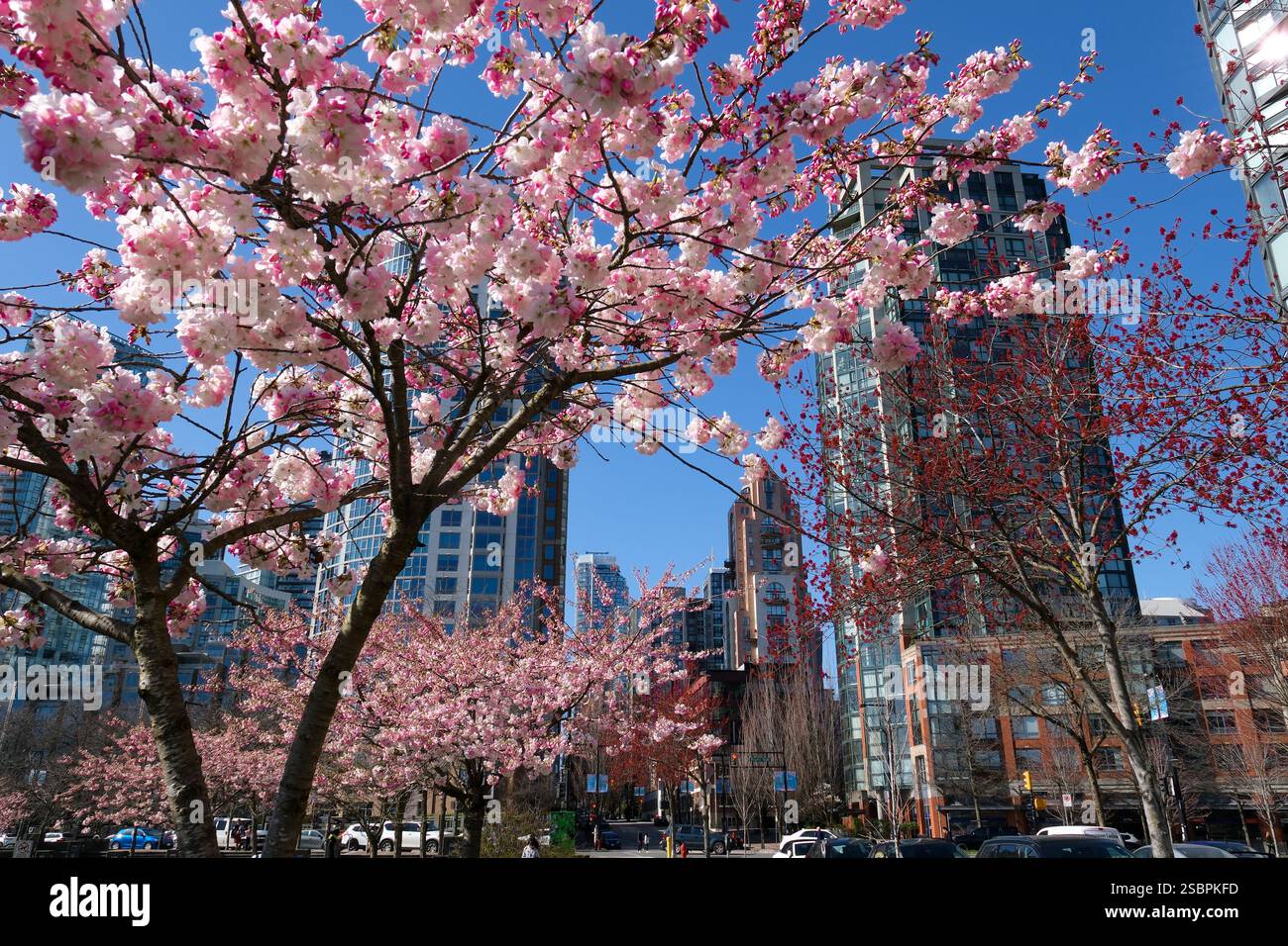 Experience the enchanting beauty of cherry blossoms in full bloom in ...