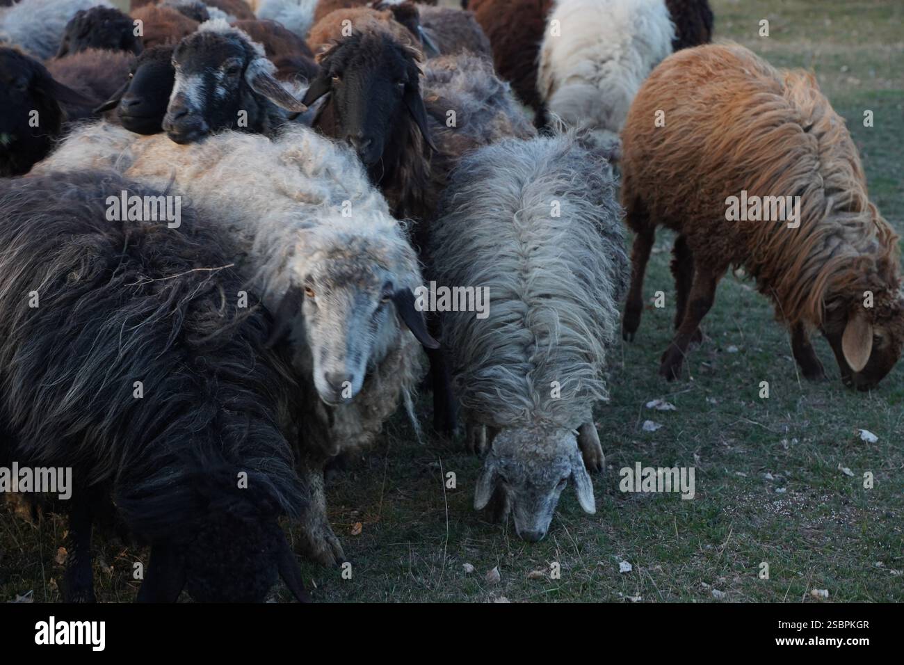 A large herd of sheep can be seen grazing in a picturesque field Stock ...