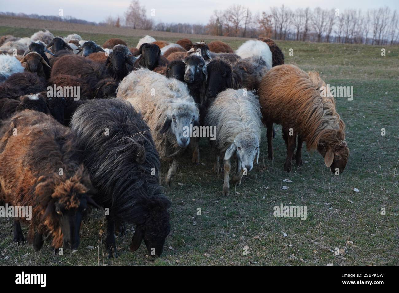 A large herd of sheep can be seen grazing in a picturesque field Stock ...