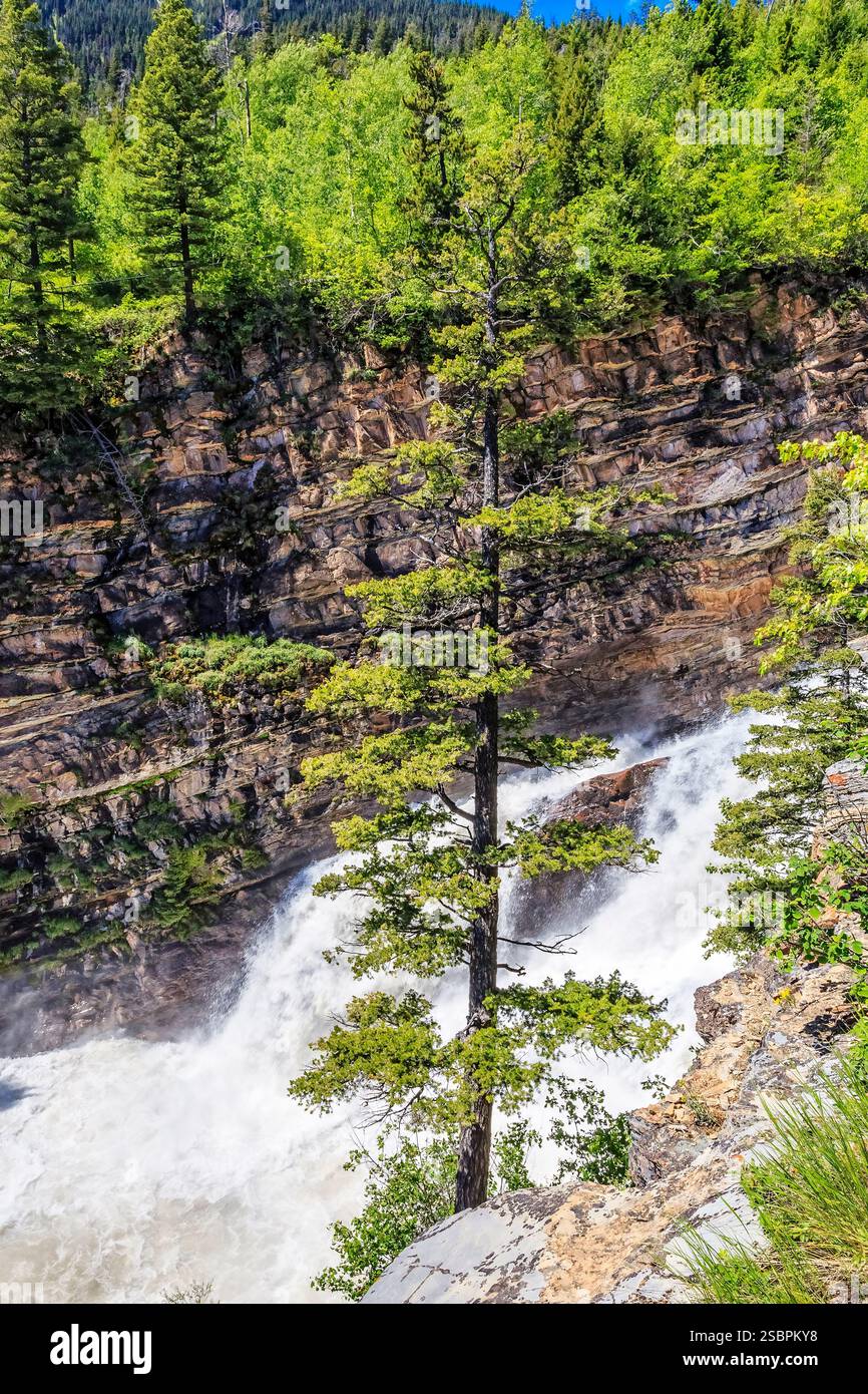 Tree is growing near a waterfall. The tree is tall and green. The ...