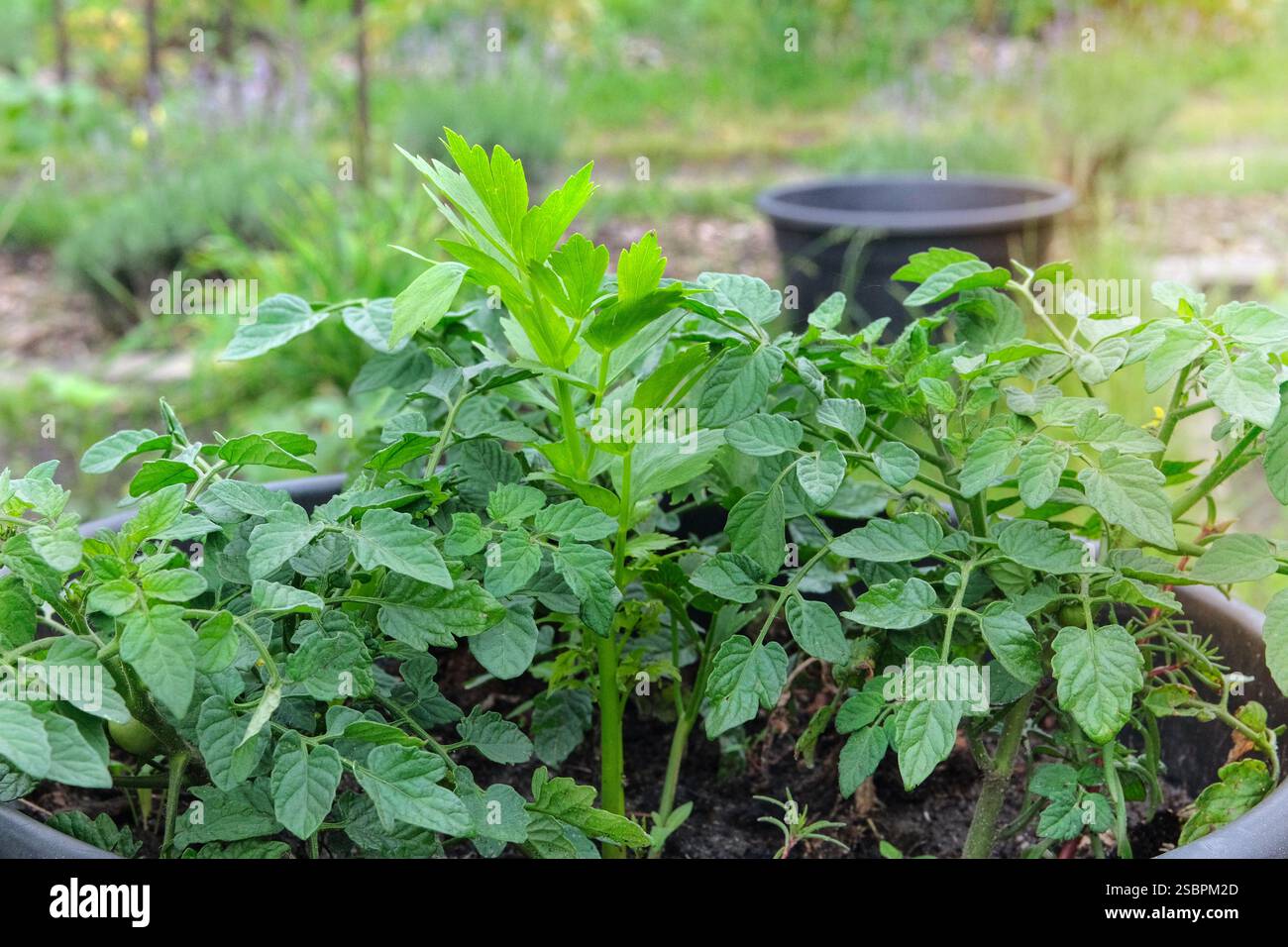 Potato bush is growing in a container in rustic garden. Green seedling ...