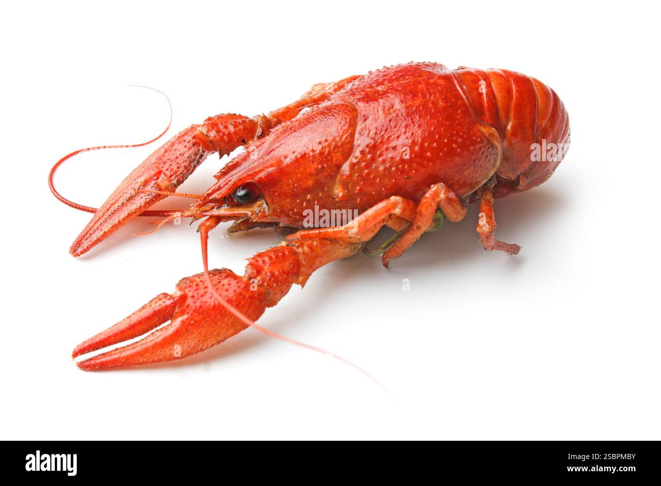 Boiled crawfish is isolated on a white background Stock Photo - Alamy