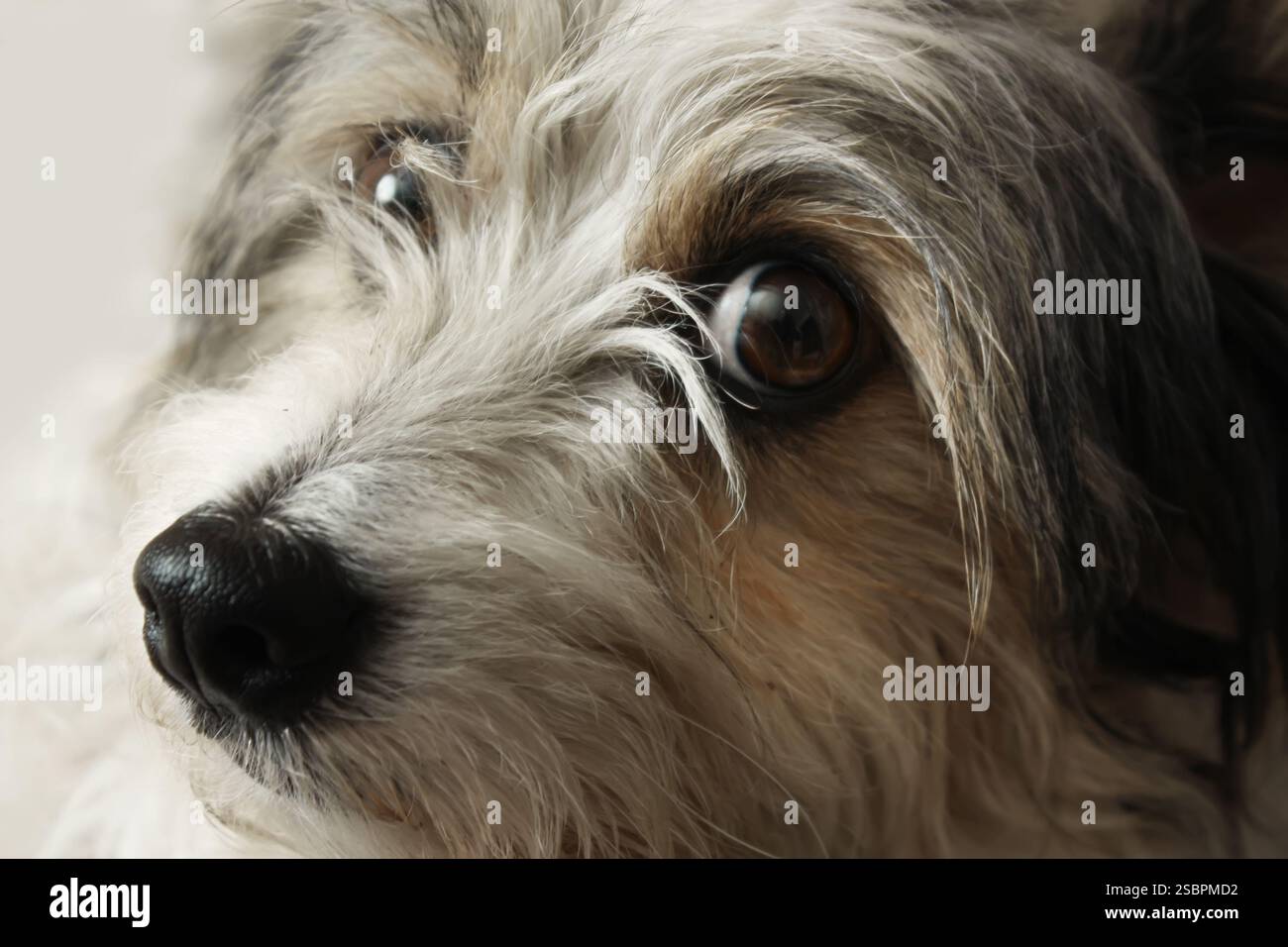 cute dog with kindly eyes Stock Photo - Alamy