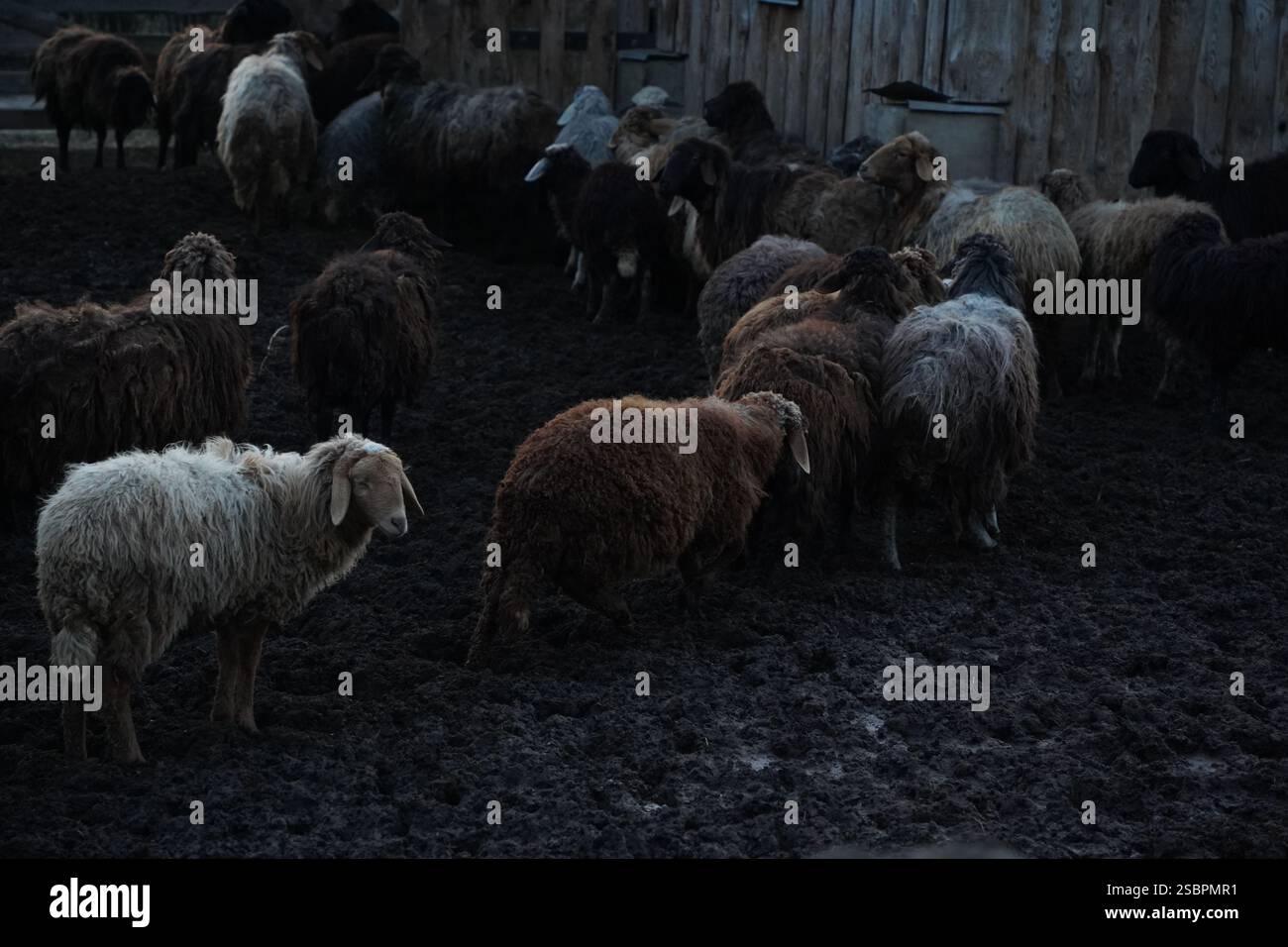 A large flock of sheep is currently standing in a dimly lit area Stock ...