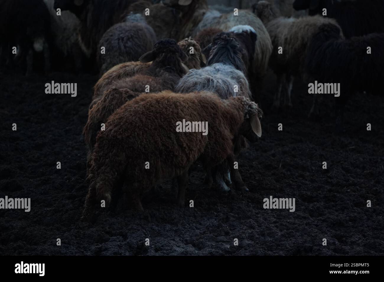A large flock of sheep is currently standing in a dimly lit area Stock ...