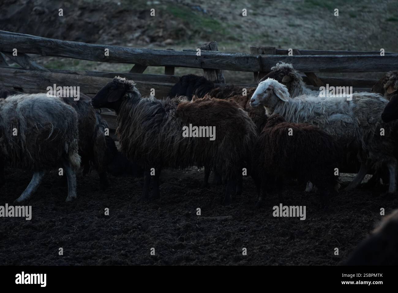 A large flock of sheep is currently standing in a dimly lit area Stock ...
