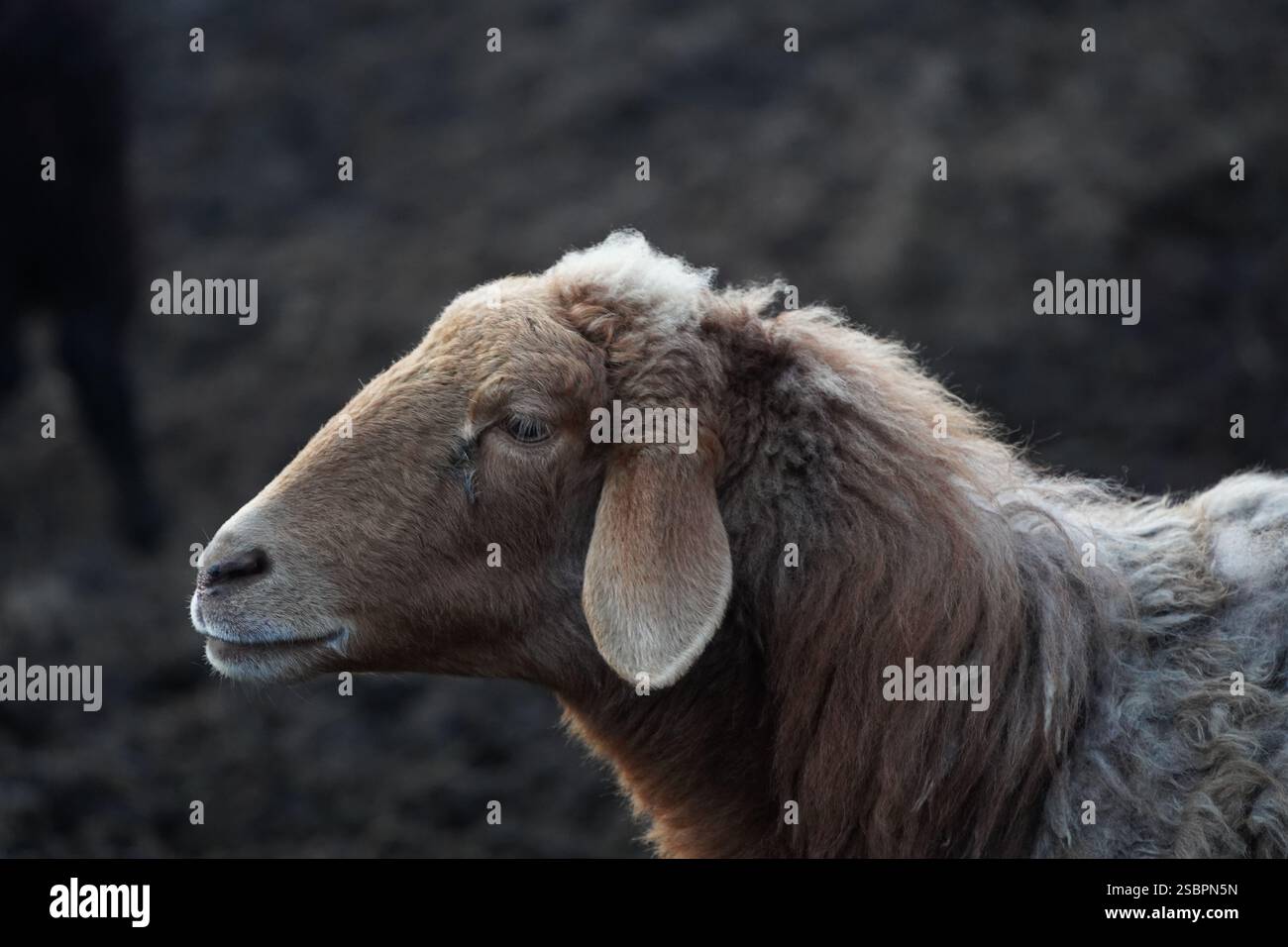 A detailed close up view of a sheeps head against a dark background Stock Photo - Alamy