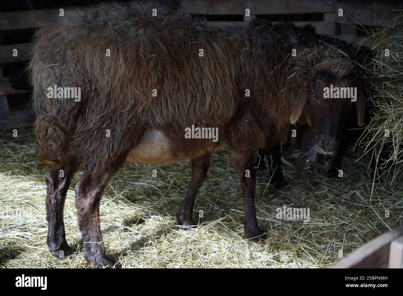 Rustic Sheep in a Cozy Barn The Essence of Farm Life and Country Living ...