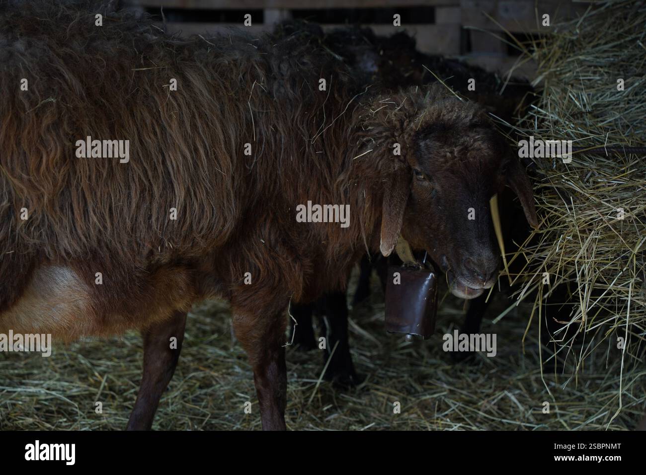 A rustic scene with fluffy sheep in a cozy barn, surrounded by hay and ...