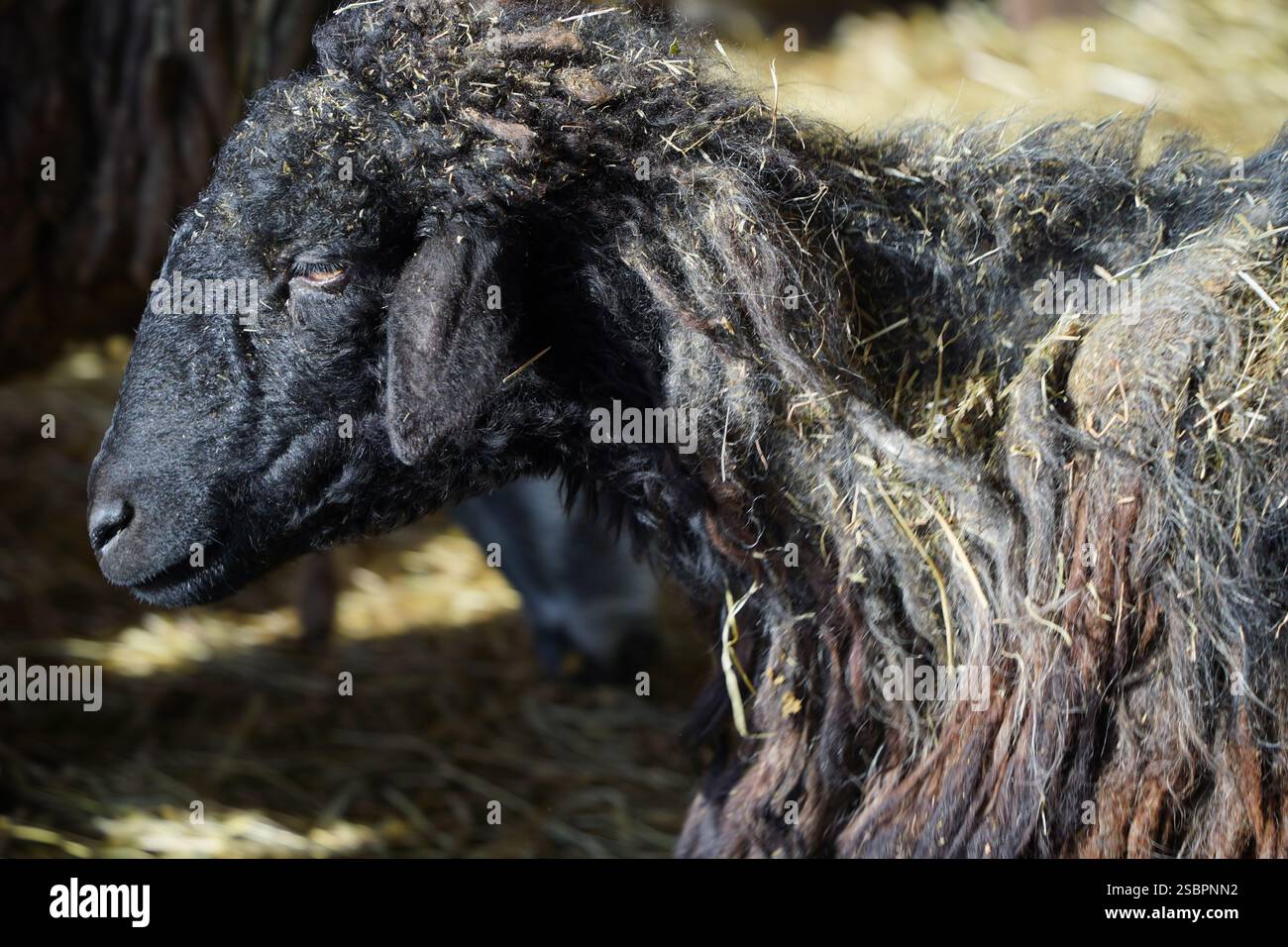 Majestic Black Sheep with Its Unique and Beautiful Wool Characteristics ...