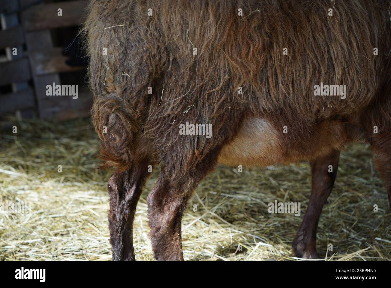 A collection of fuzzy sheep with thick, warm wool gathered together in ...