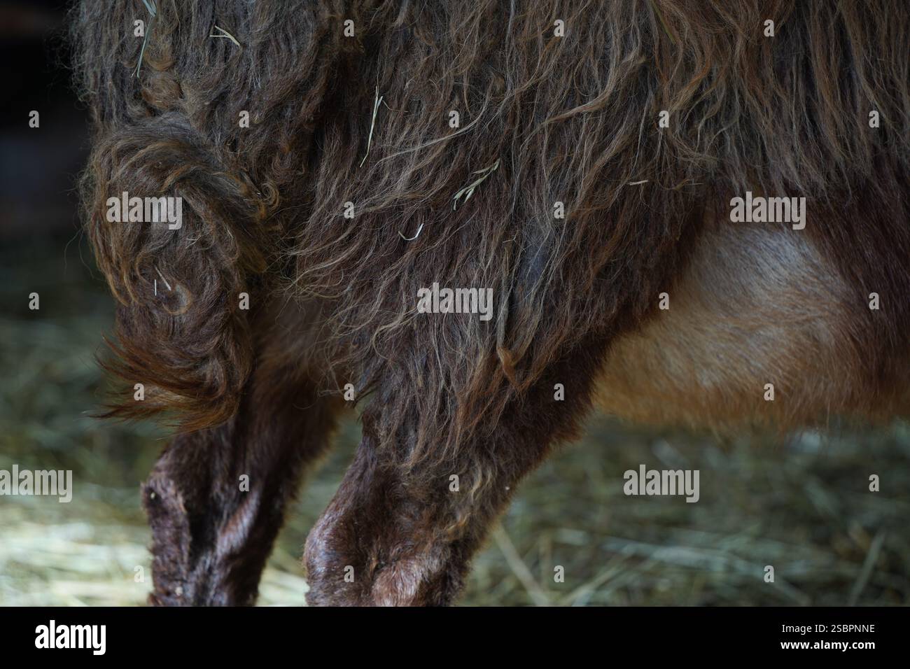 A detailed view of a goats hairy coat, showing its unique texture and ...