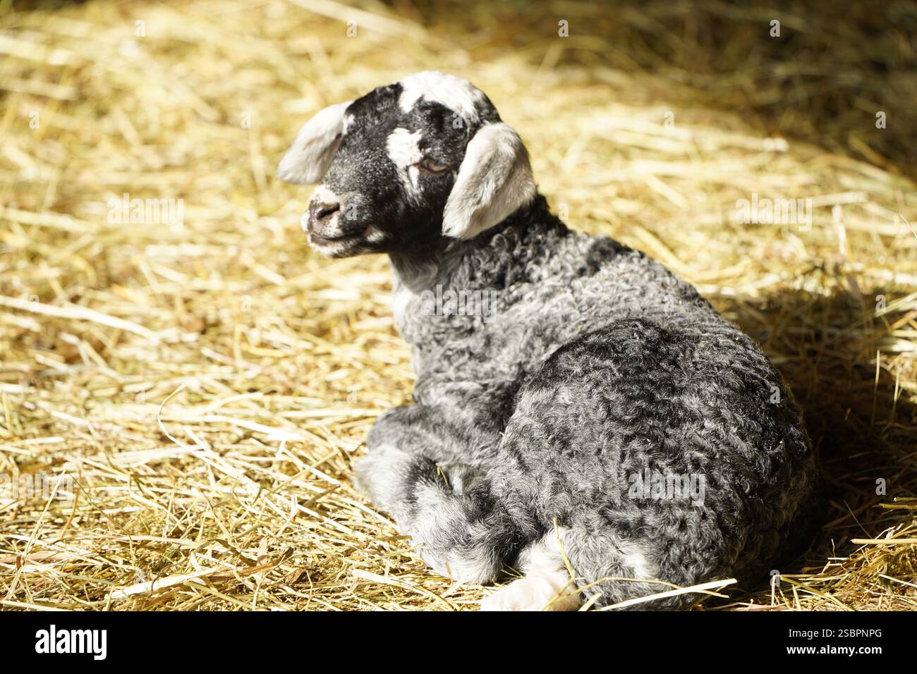 A fluffy lamb lies comfortably on soft straw, soaking in the warm and ...