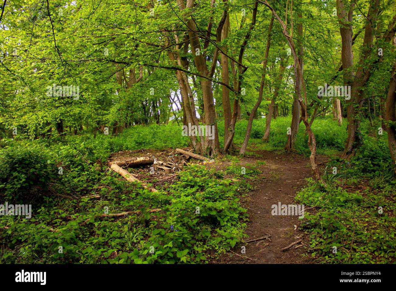 An area of a woodland which is often polluted and where tree compete ...