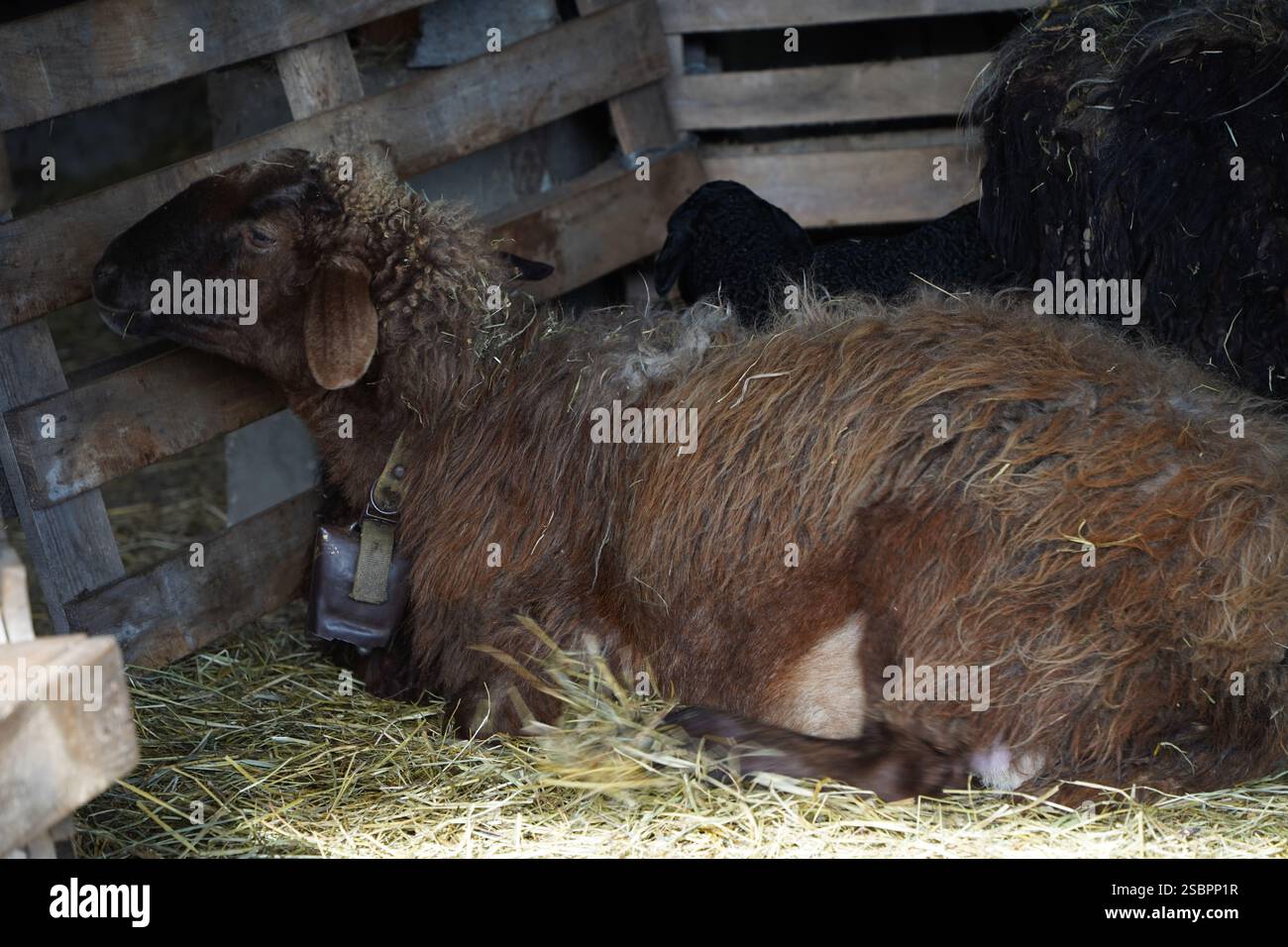 Brown sheep peacefully rest inside a cozy barn filled with hay and ...