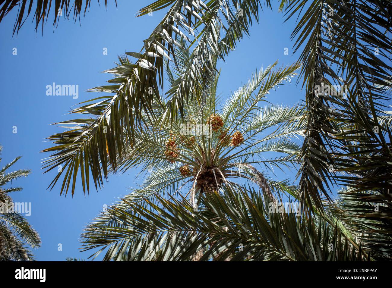 Green Dates Palm Tree (Phoenix dactylifera L) with blue sky background ...