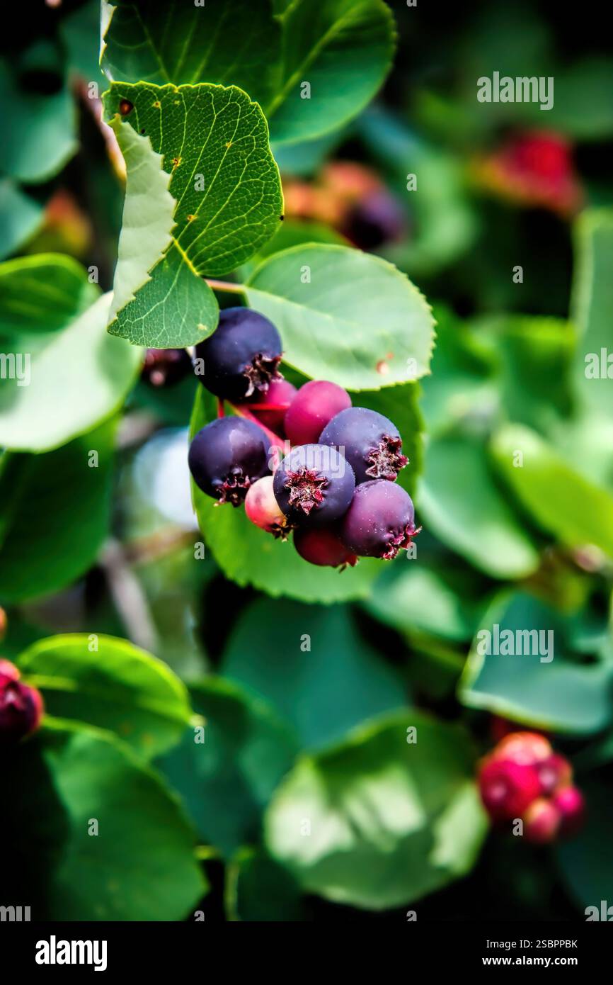 A cluster of blueberries on a leaf. The berries are ripe and ready to ...
