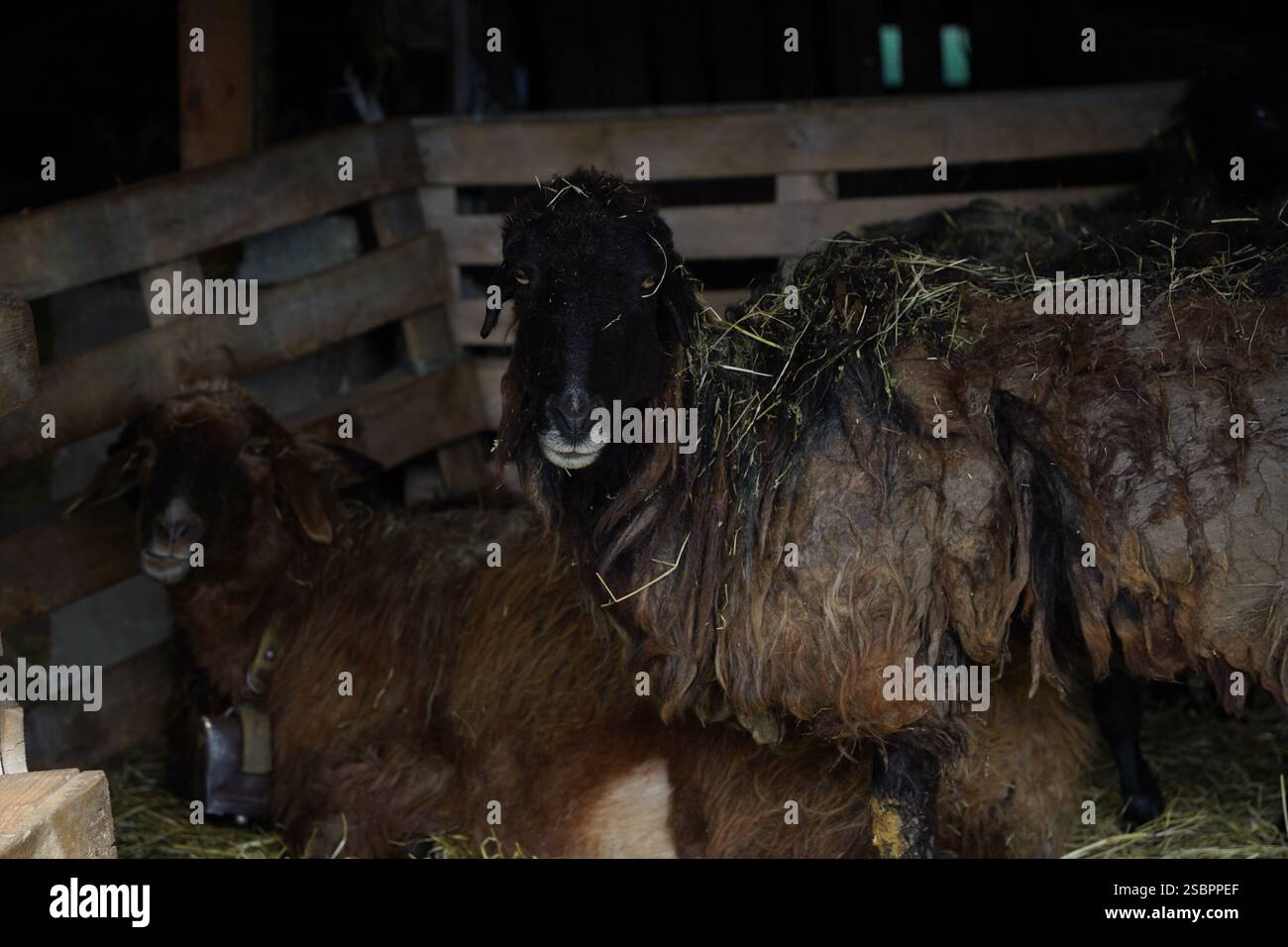 Sheep resting peacefully inside the barn, surrounded by the tranquility ...