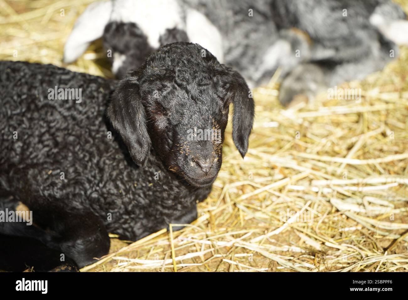 An adorable black lamb relaxes on straw, showcasing its soft, fluffy, curly wool and serene ...