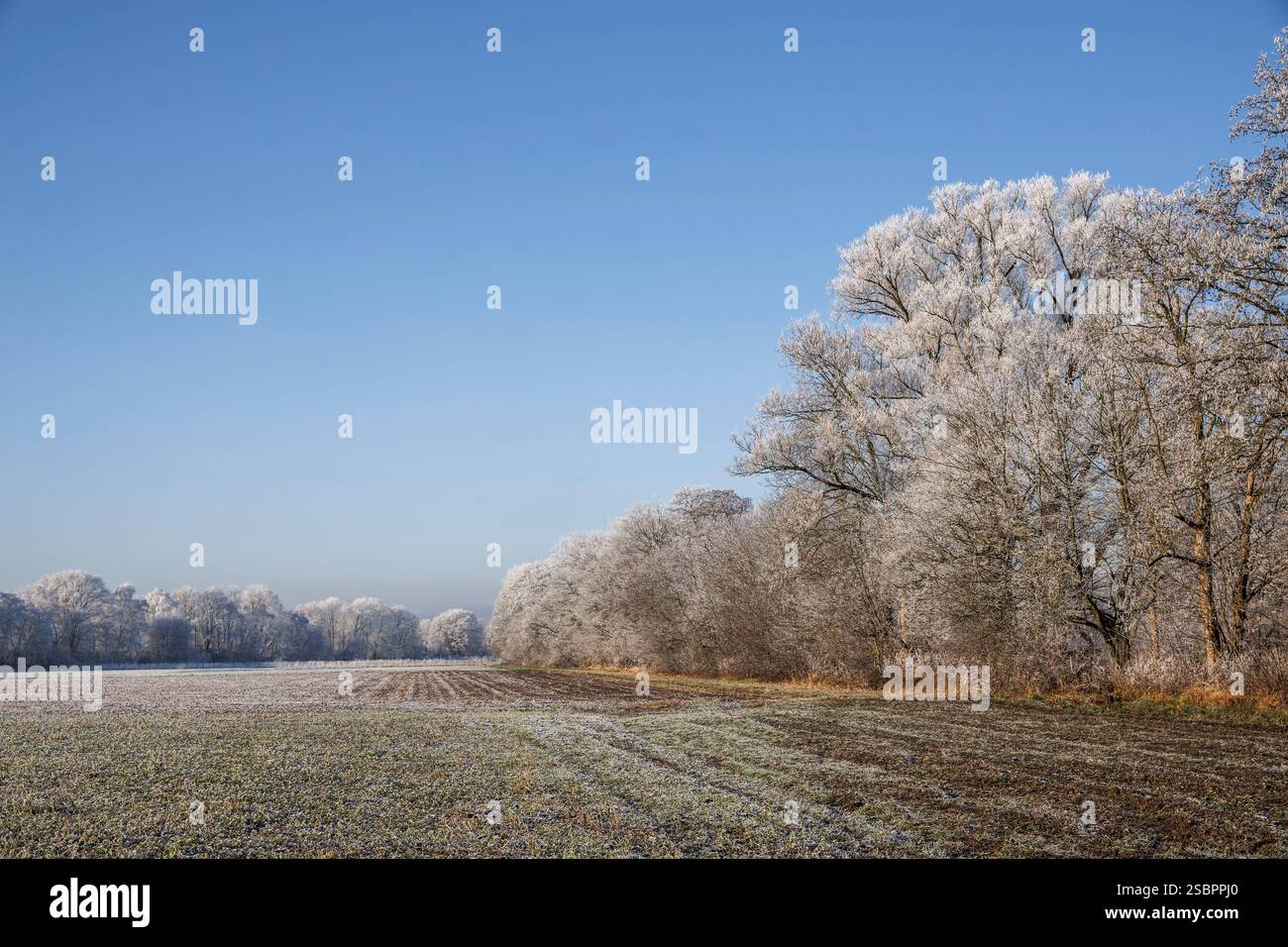 hoarfrost in the meadows of the river Ruhr near Schwerte, winter, North ...
