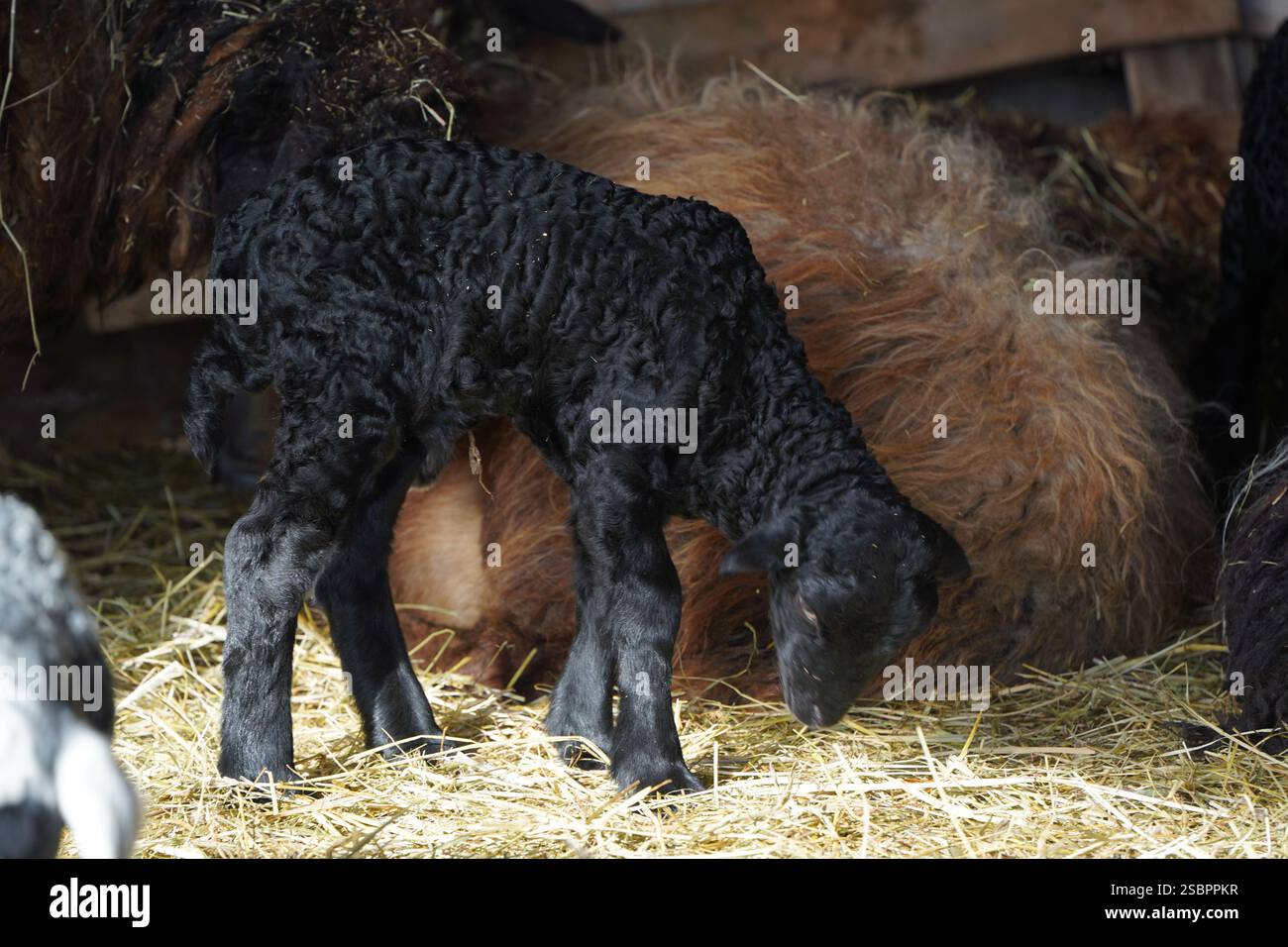 A lively Curly Black Lamb is energetically exploring its surrounding ...