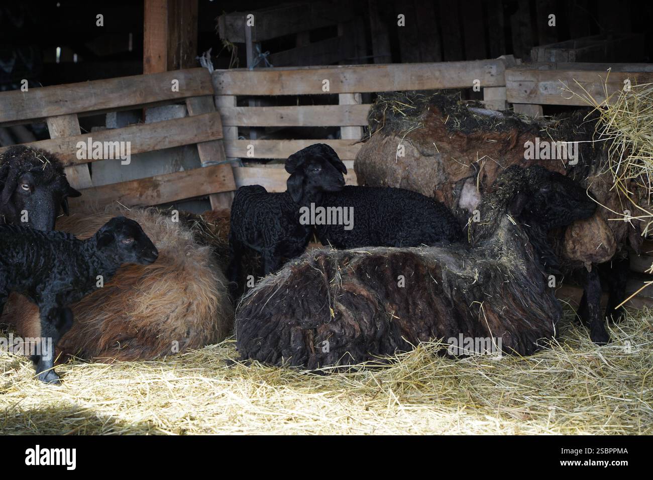A black sheep is comfortably relaxing on a bed of straw inside a cozy ...